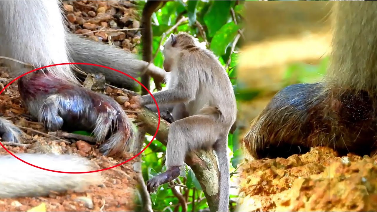 Sadly Clip Monkey Left Leg Injury - Pitiful He Is Paralyzed In One Leg ...