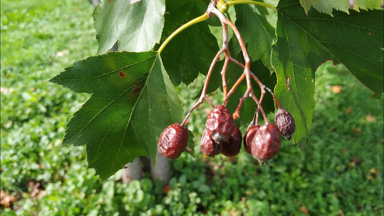 Tasty Checker Tree fruit (Sorbus torminalis) - YouTube