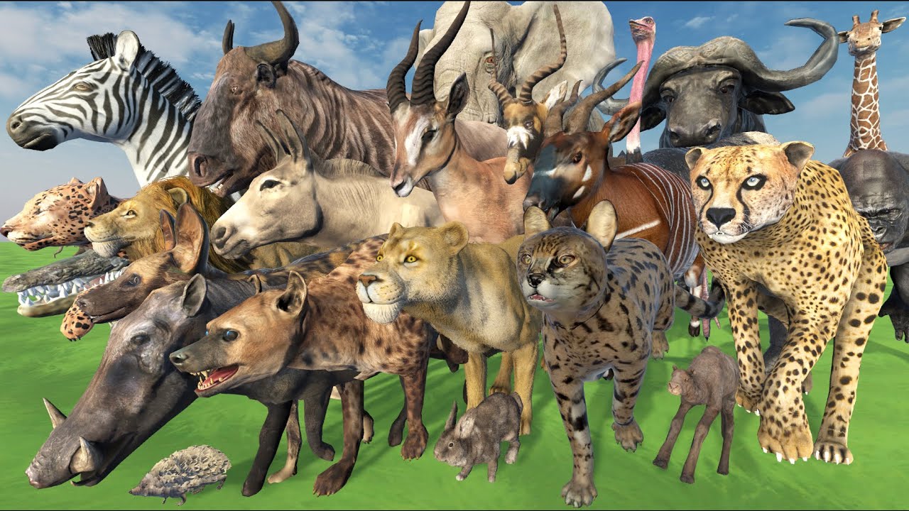 African Animals SPEED Comparison in 3D Animation | Realistic World Data ...