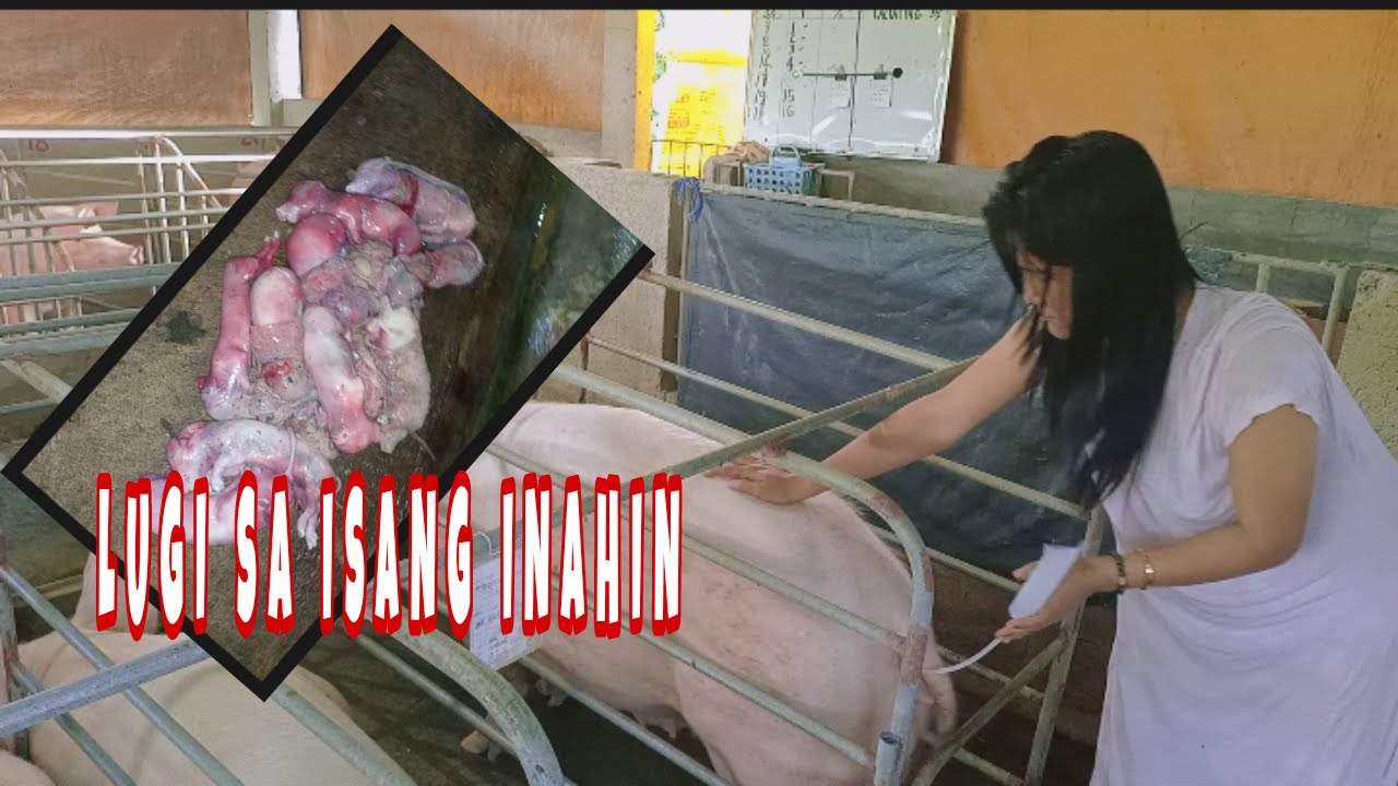 PAGLAGAY NG SEMILYA SA INAHING BABOY - YouTube