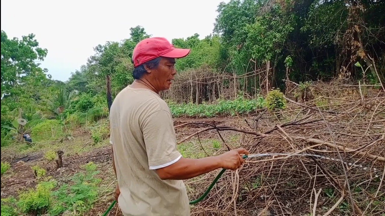 NAGDIDILIG NG MGA GULAY - YouTube