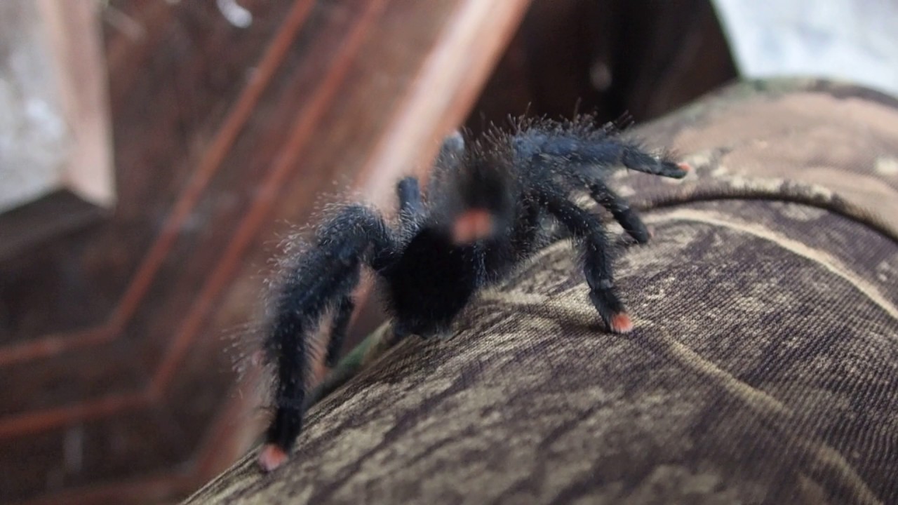 Sympathique Matoutou guyanaise, mars 2017 - YouTube