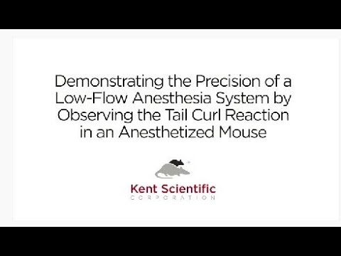 Tail Curl Reaction in an Anesthetized Mouse - YouTube