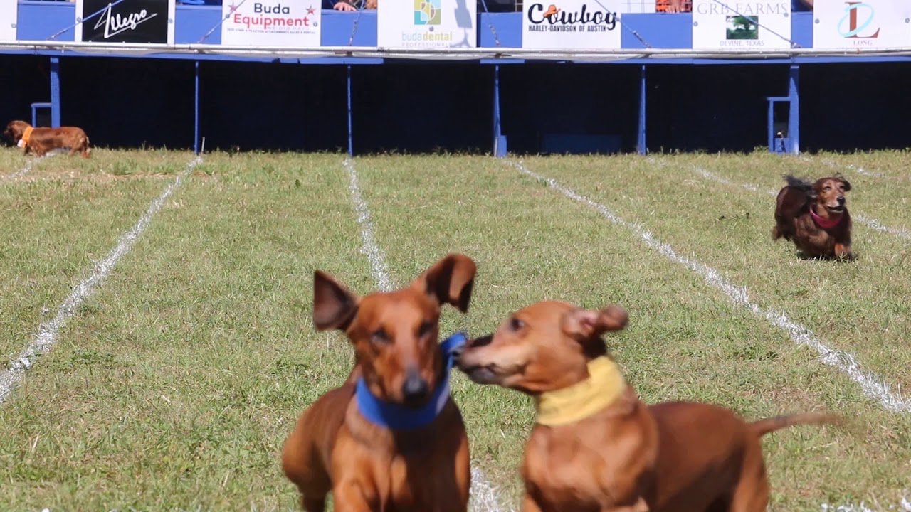 Weenie Dog Races Buda