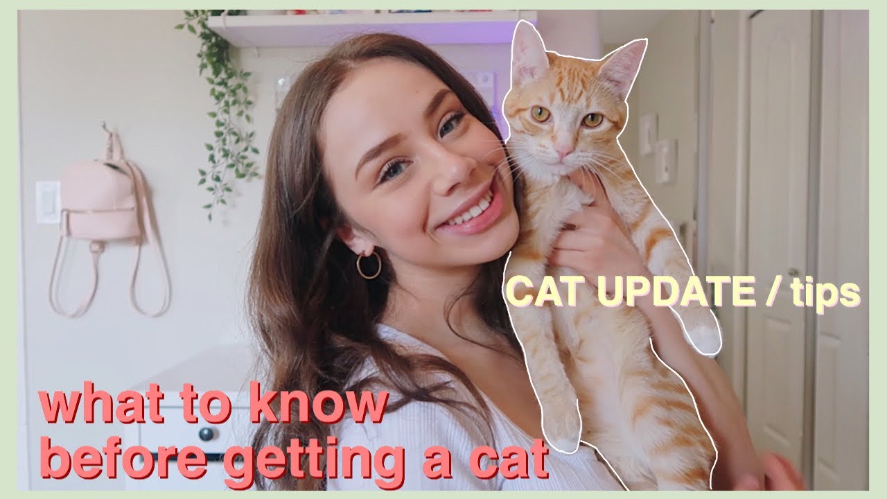 Things I Wish I Knew Before Getting A Cat / CAT UPDATE (7 months old ...