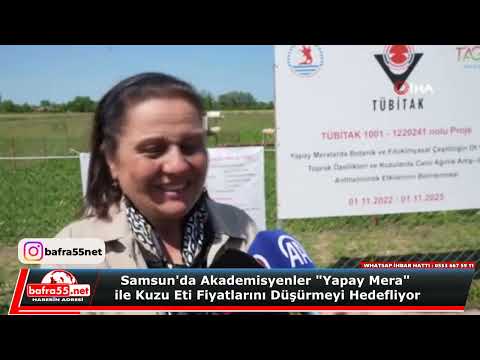 Samsun'da Akademisyenler Yapay Mera ile Kuzu Eti Fiyatlarını Düşürmeyi Hedefliyor