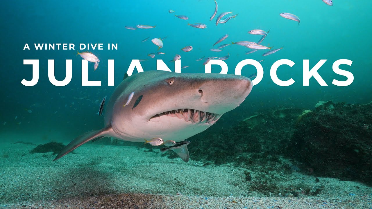 JULIAN ROCKS - A Sharky Winter's Dive - YouTube