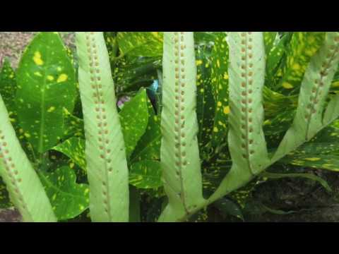 La Calaguala, Promotor Del Colágeno En Nuestra Piel, Elimina Manchas En ...