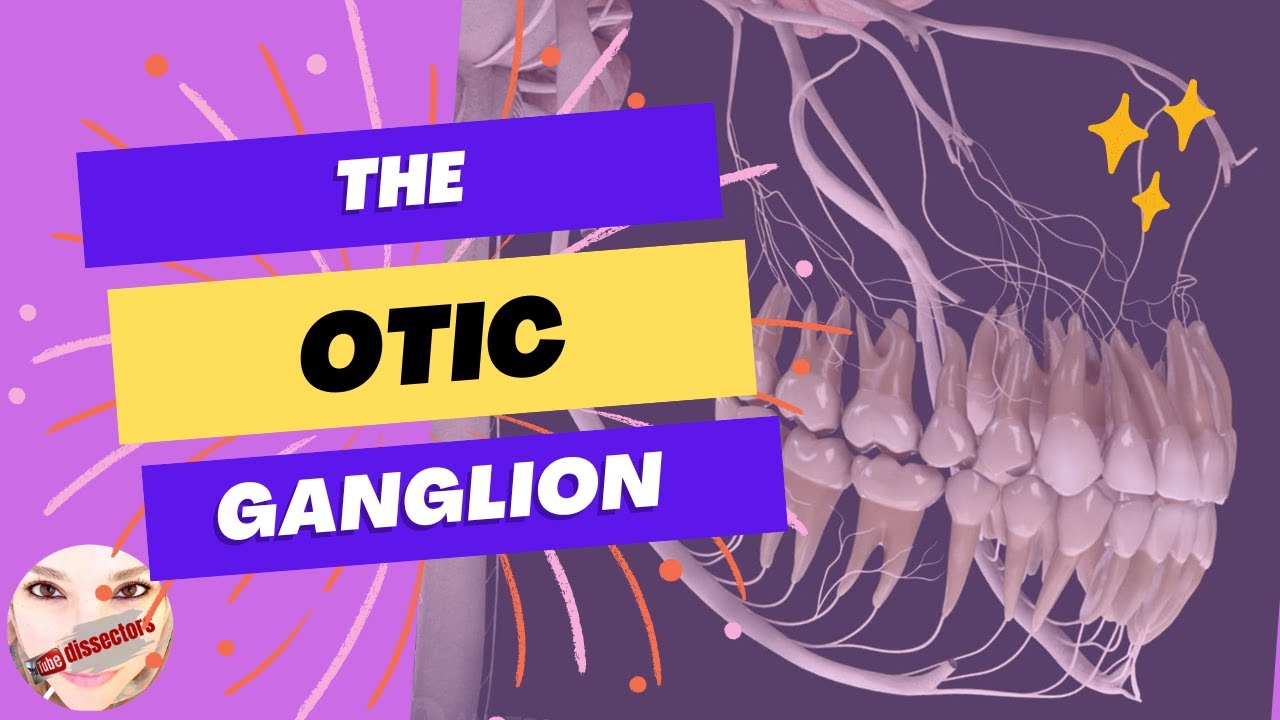 Human Anatomy - Head and Neck Lectures - The Otic Ganglion - YouTube