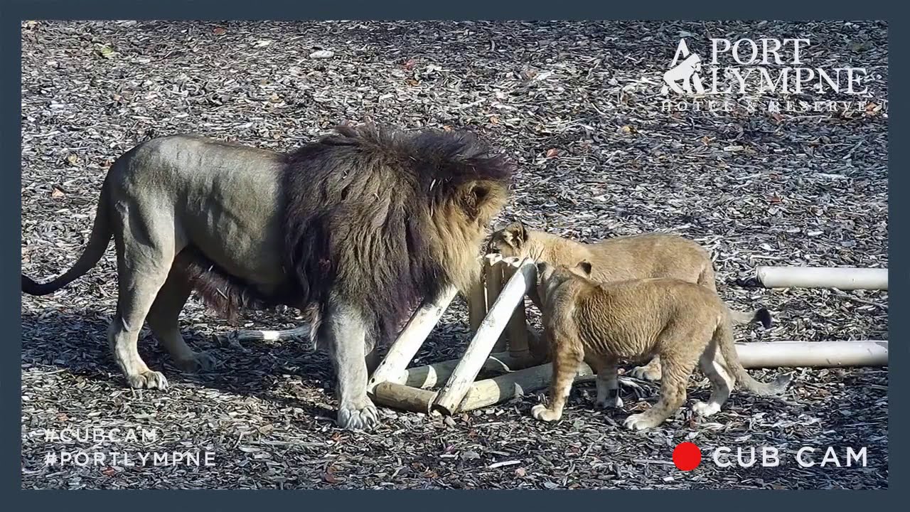 Lion Cub Cam Highlight | Lion Cubs Enjoying Enrichment Keepers Put Out ...
