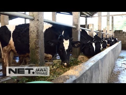 Waaahh, Seperti Apa Keseruan di Desa Wisata Susu Bergoyang? Yuk Simak Gaes - NET JATENG