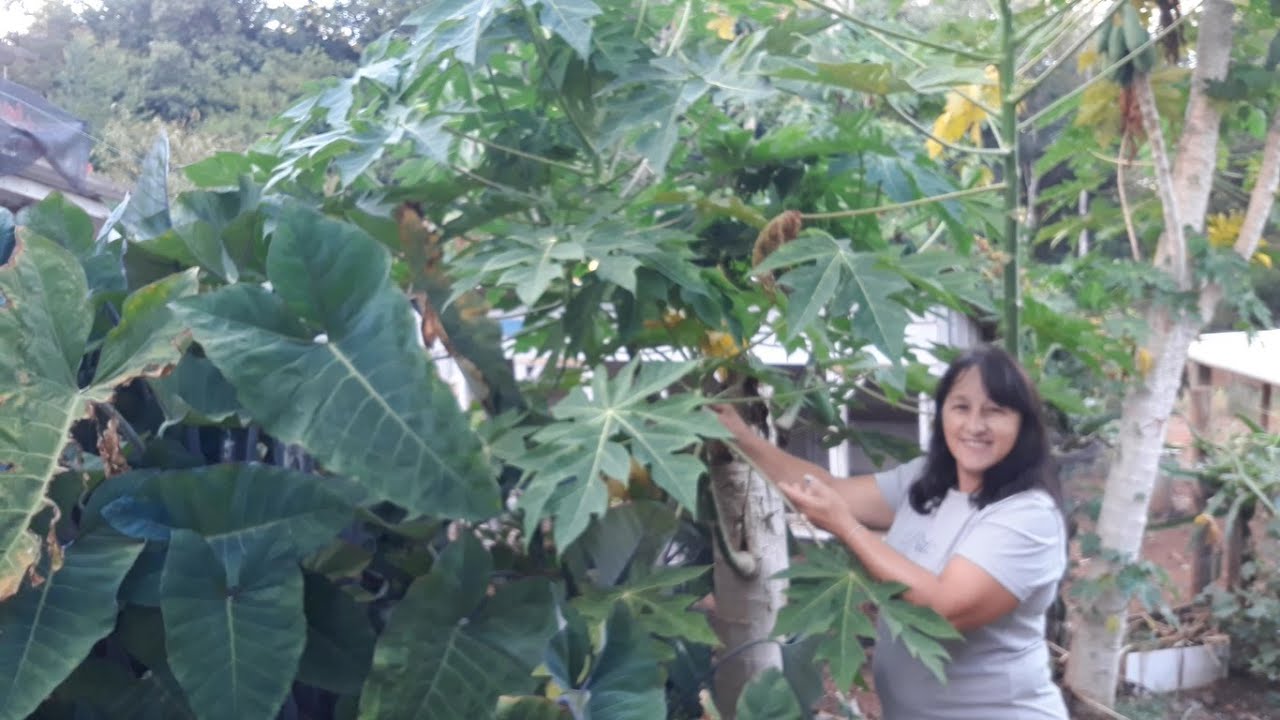 VEJA COMO DIFERENCIAR O MAMOEIRO MACHO DA FÊMEA - YouTube