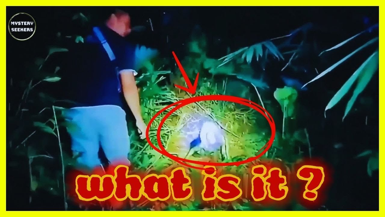 Top 8 Real Cryptids? Mysterious Creatures Ever Recorded | Mystery ...
