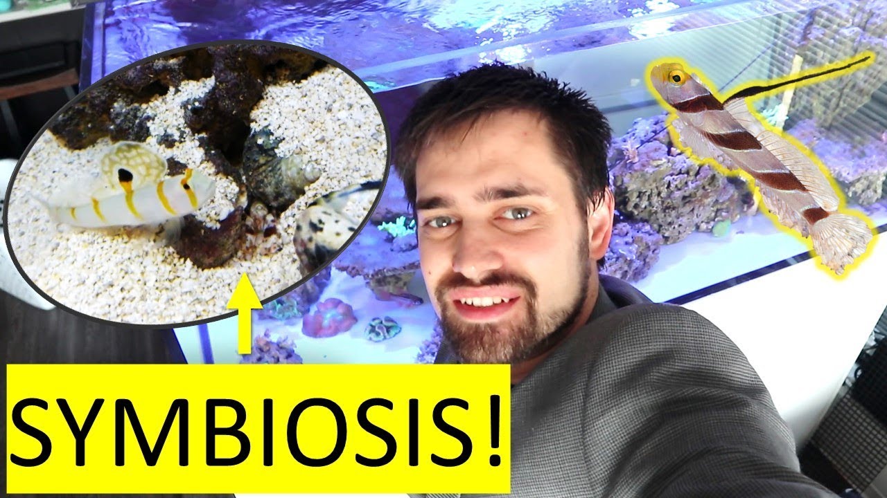🤝 Symbiosis in the Aquarium! All about Shrimp Gobies and Snapping ...