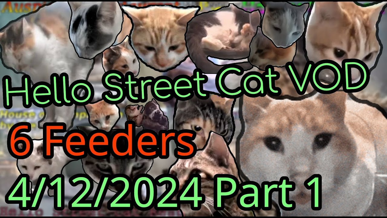 Hello Street Cat VOD - 4/12/2024 Part 1 - YouTube