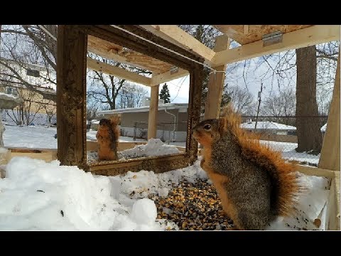 Squirrel Completely Freaks Out In the Mirror - YouTube