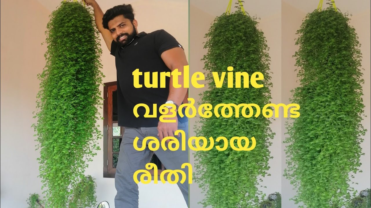 How To Grow Turtle Vine Turtle Vine Caring Turtle Vine Hanging Plant how-to-grow-turtle-vine-turtle-vine-caring-turtle-vine-hanging-plant