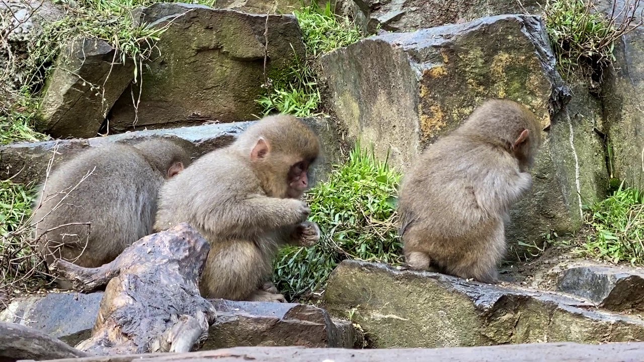 snow monkey babies eating - YouTube