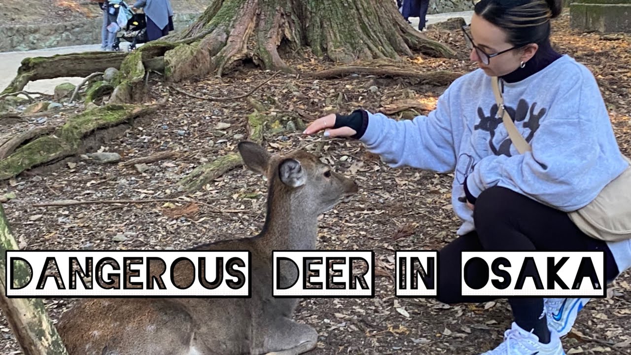 Dangerous Deer in Osaka - YouTube