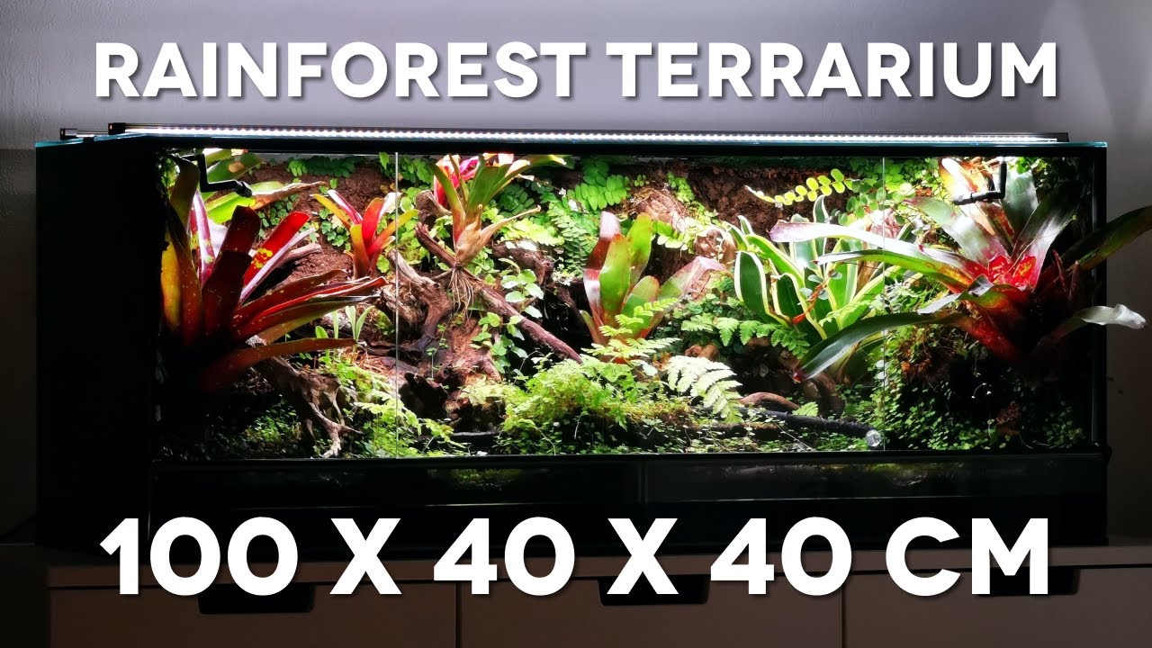 My rainforest terrarium ecosystem | Quick care and overview - YouTube