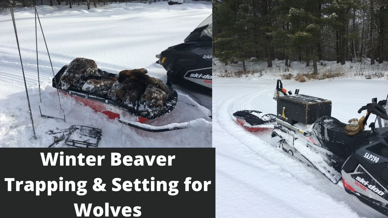 Winter Beaver trapping and setting for Wolves. - YouTube