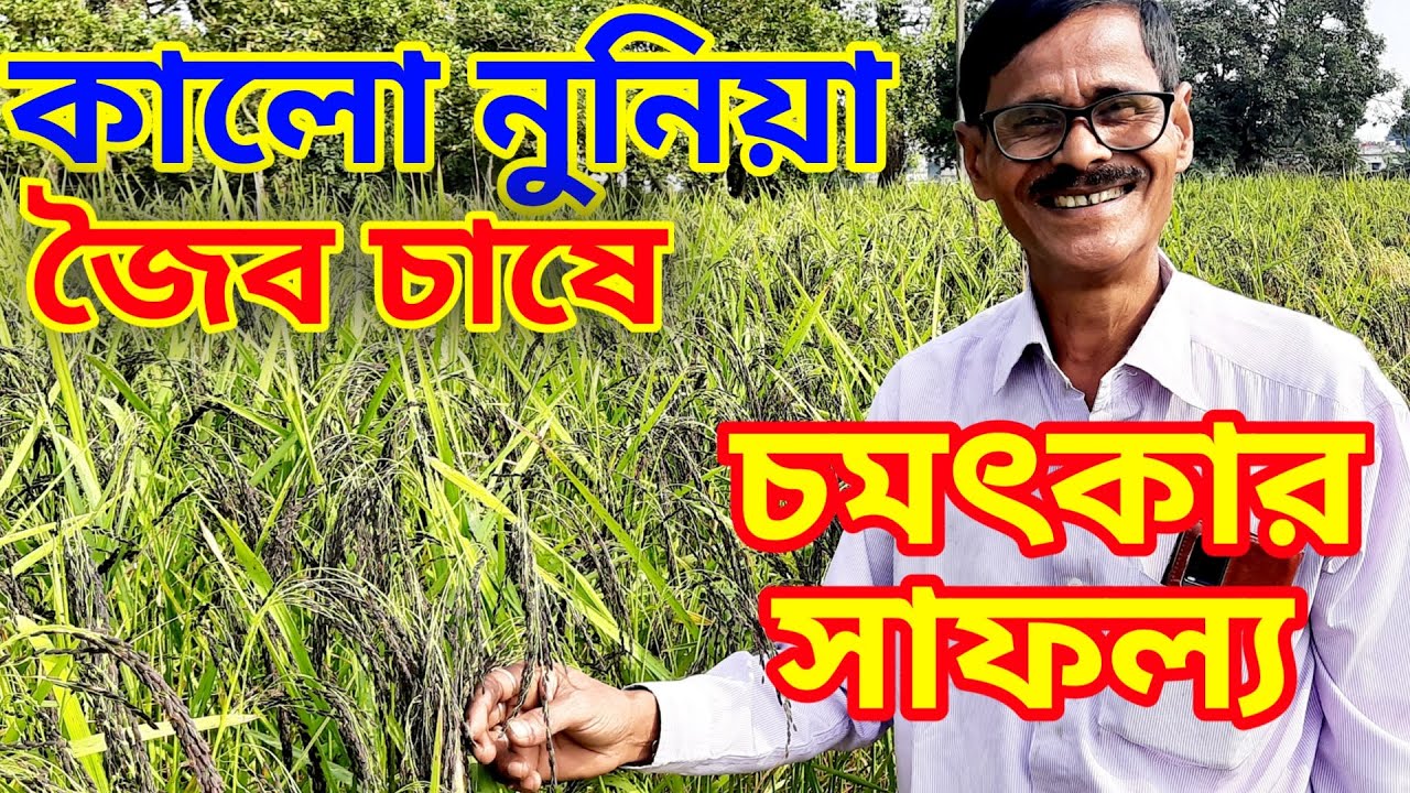 কালো নুনিয়া চাষের সাফল্য ( Kalo Nunia Rice ) #kalonunia # ...