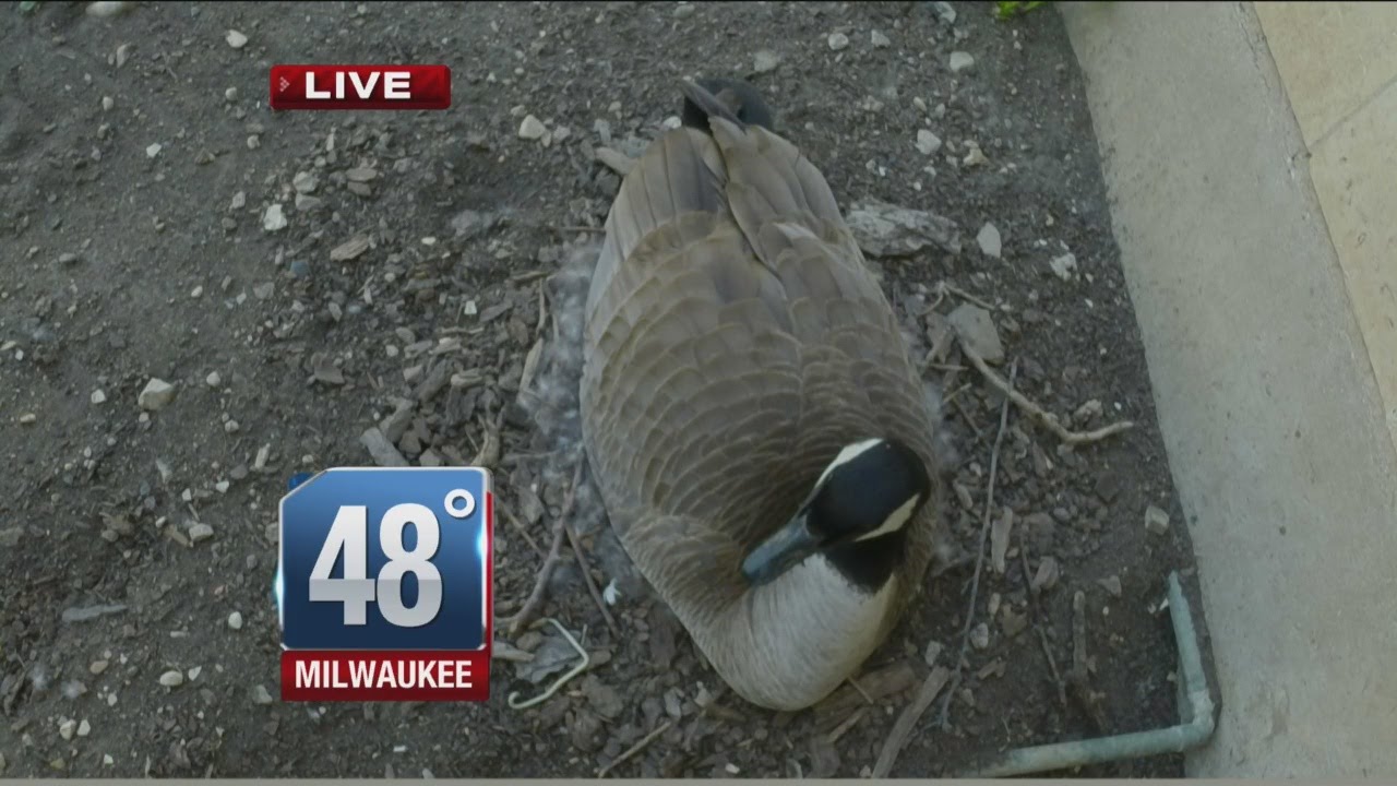 Goose cam - YouTube