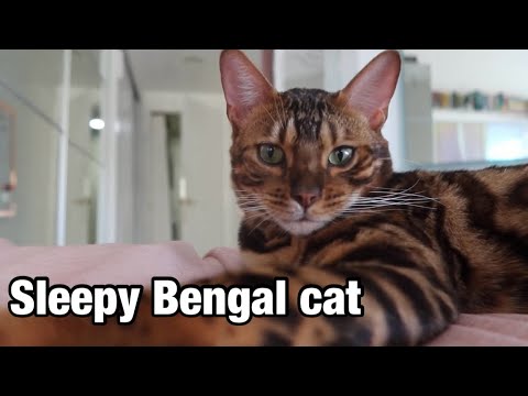 POV: You Watch a Bengal Cat Slowly Drift Off to Dreamland… 💤 - YouTube