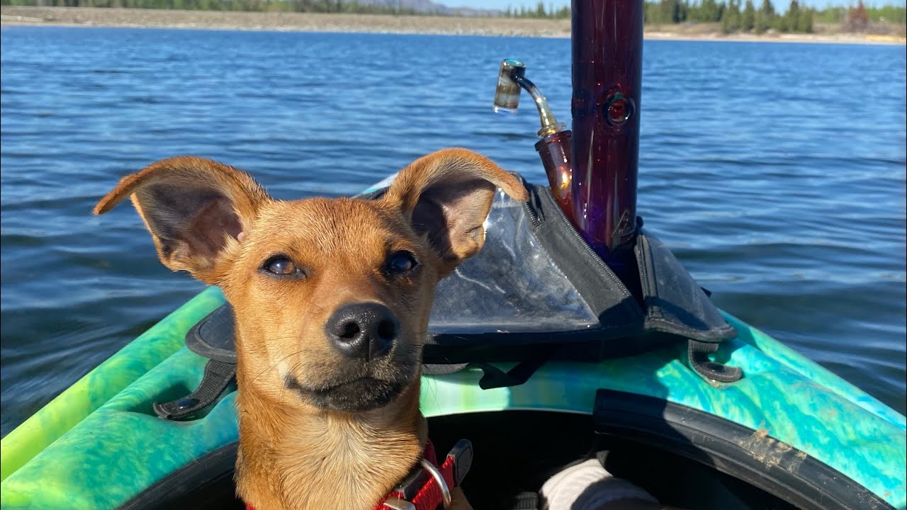 Doing dabs on a kayak with my new dog! - YouTube