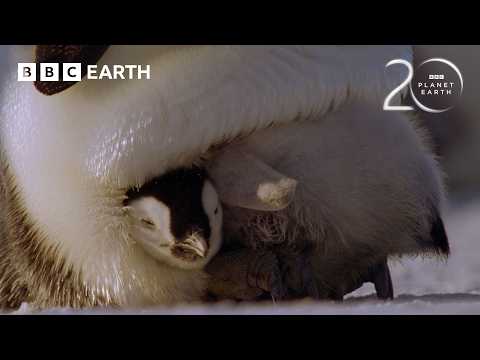 The Challenges Of Raising Penguin Chicks | 20 Years of Planet Earth | BBC Earth