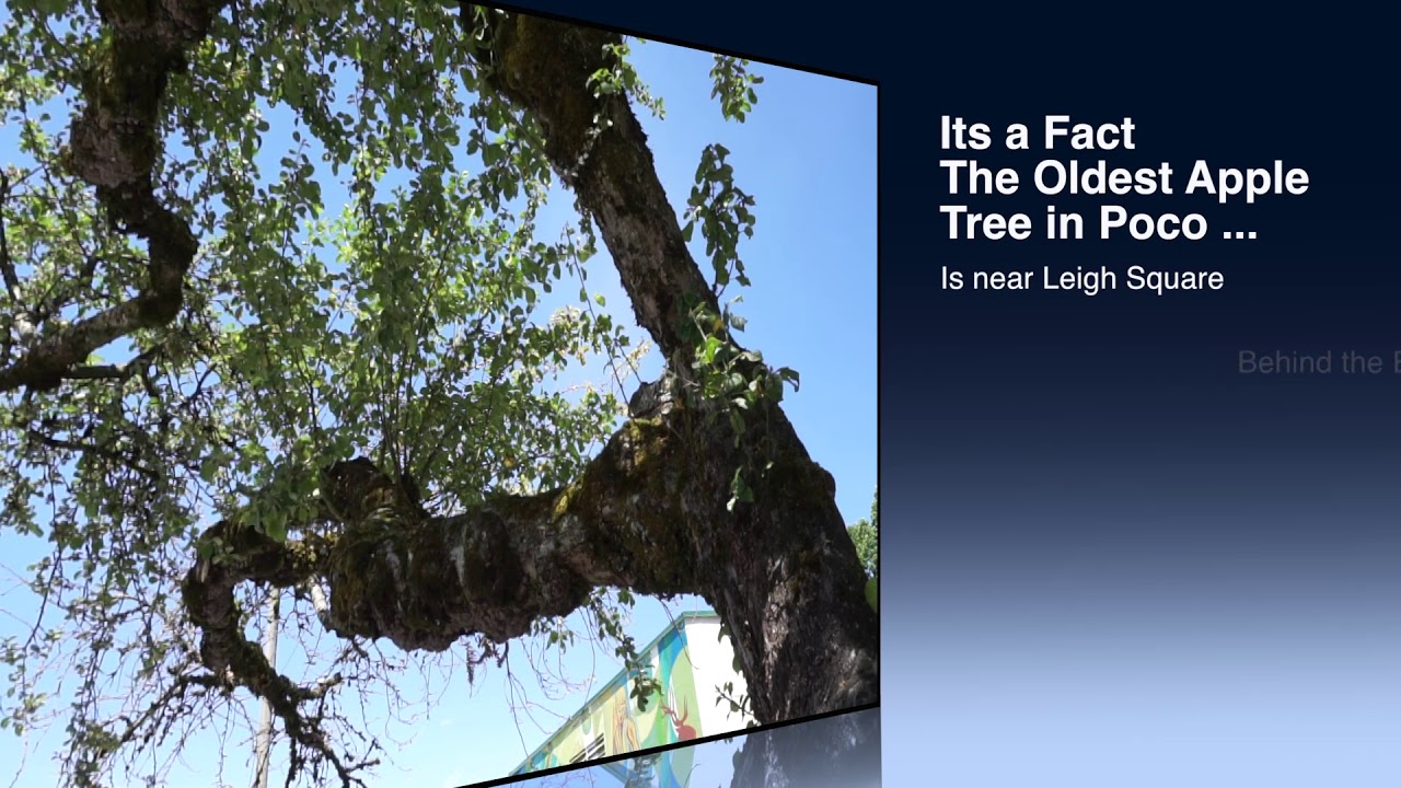 Do you know where the oldest Apple Tree is in Poco - YouTube