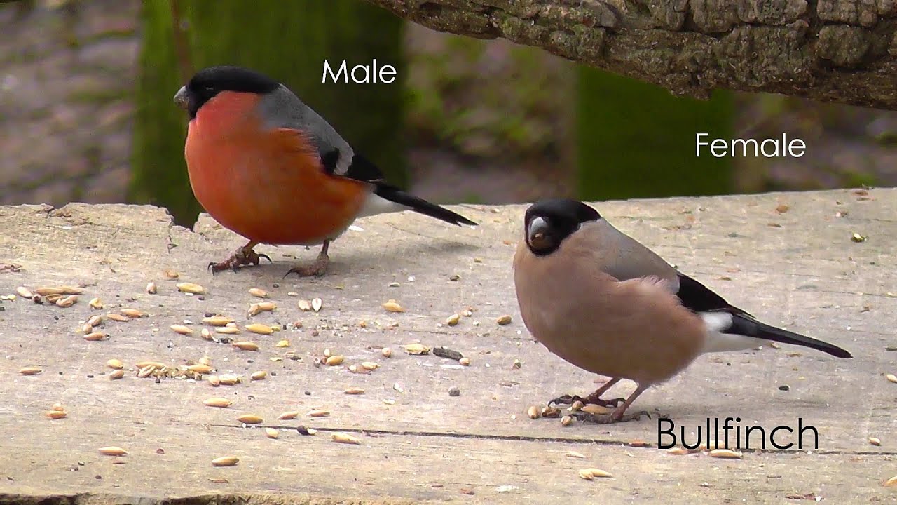 Nature Reserve Birds - YouTube