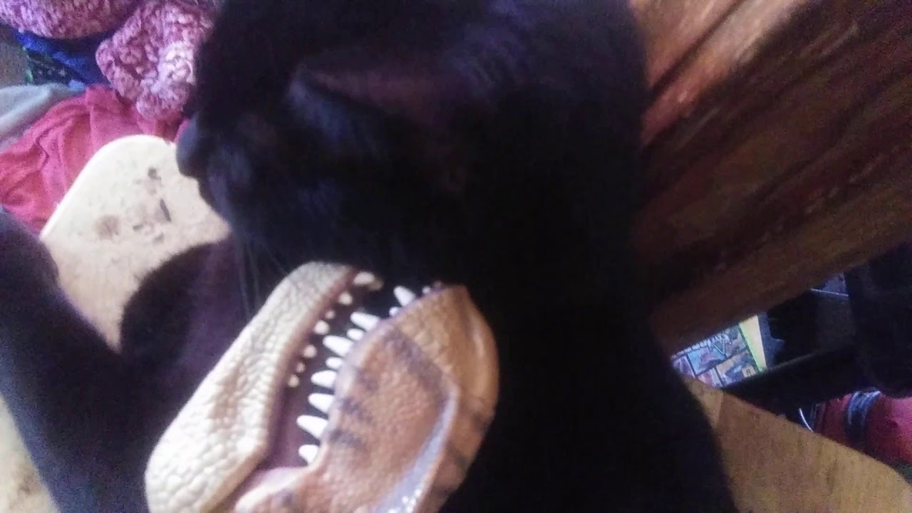 CAT -VS- T REX!!! - YouTube