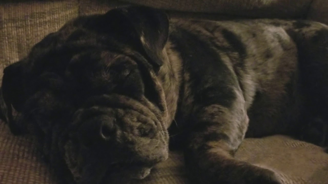 Princess snoring..lol - YouTube