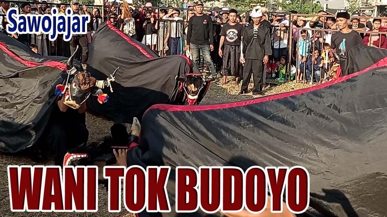 WANI TOK BUDOYO || WANI TENAN BANTENGE || Bantengan Sawojajar Live ...