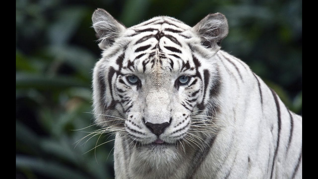 Reptiles, Tigers and Tanks : SnakeBytesTV - YouTube