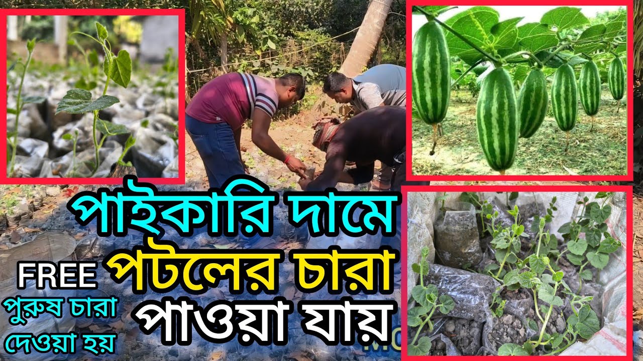পটলের চারা কোথায় পাওয়া যাবে। উচ্চমান ফলনশীল পটলের চারা।potol chara ...