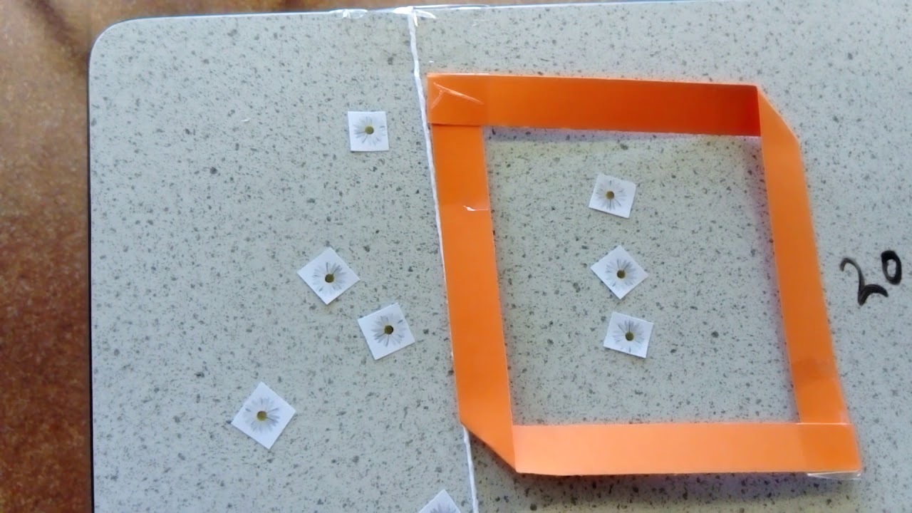 GCSE Biology Line Transect Practical Demo - YouTube