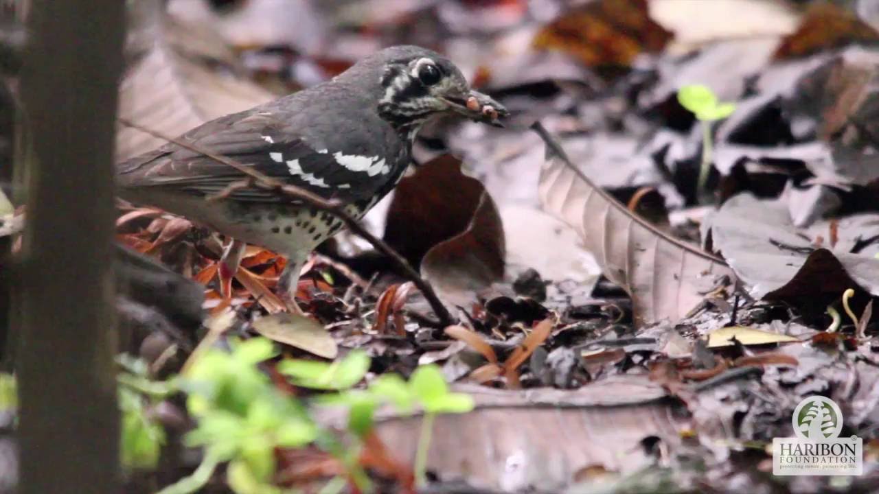 The Ashy Thrush (Zoothera cinerea) - YouTube