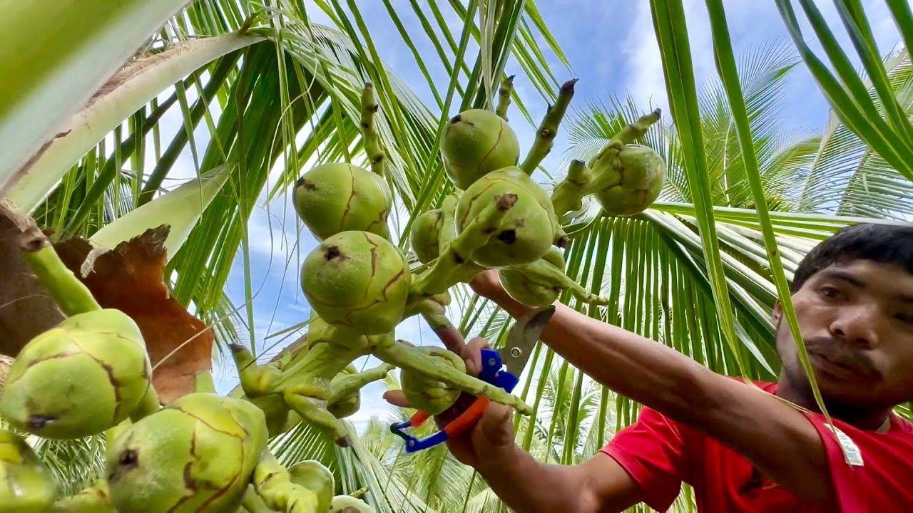 Coconut Farming in the Philippines: Hybrid Dwarf Coconut, Bakit napaka ...