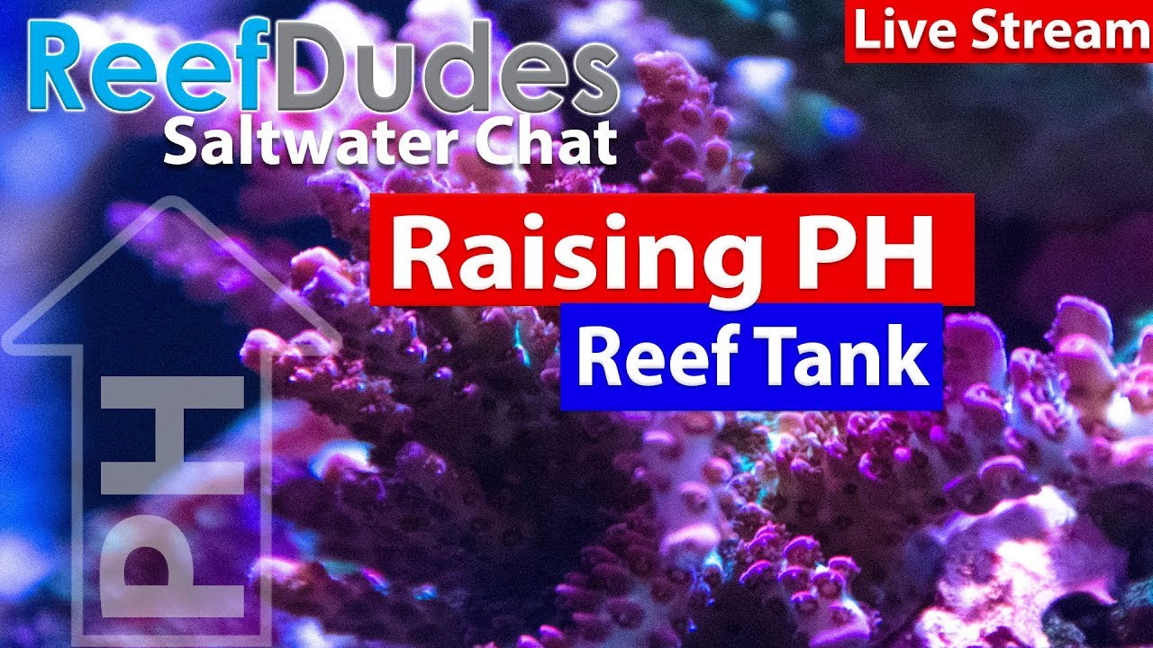 Raising PH in the Reef Tank - ReefDudes Saltwater chat Livestream ...