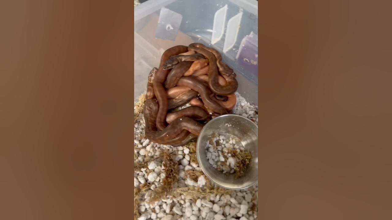 Last video of snake egg clutch #2. 21 carpet pythons in this clutch😀. # ...