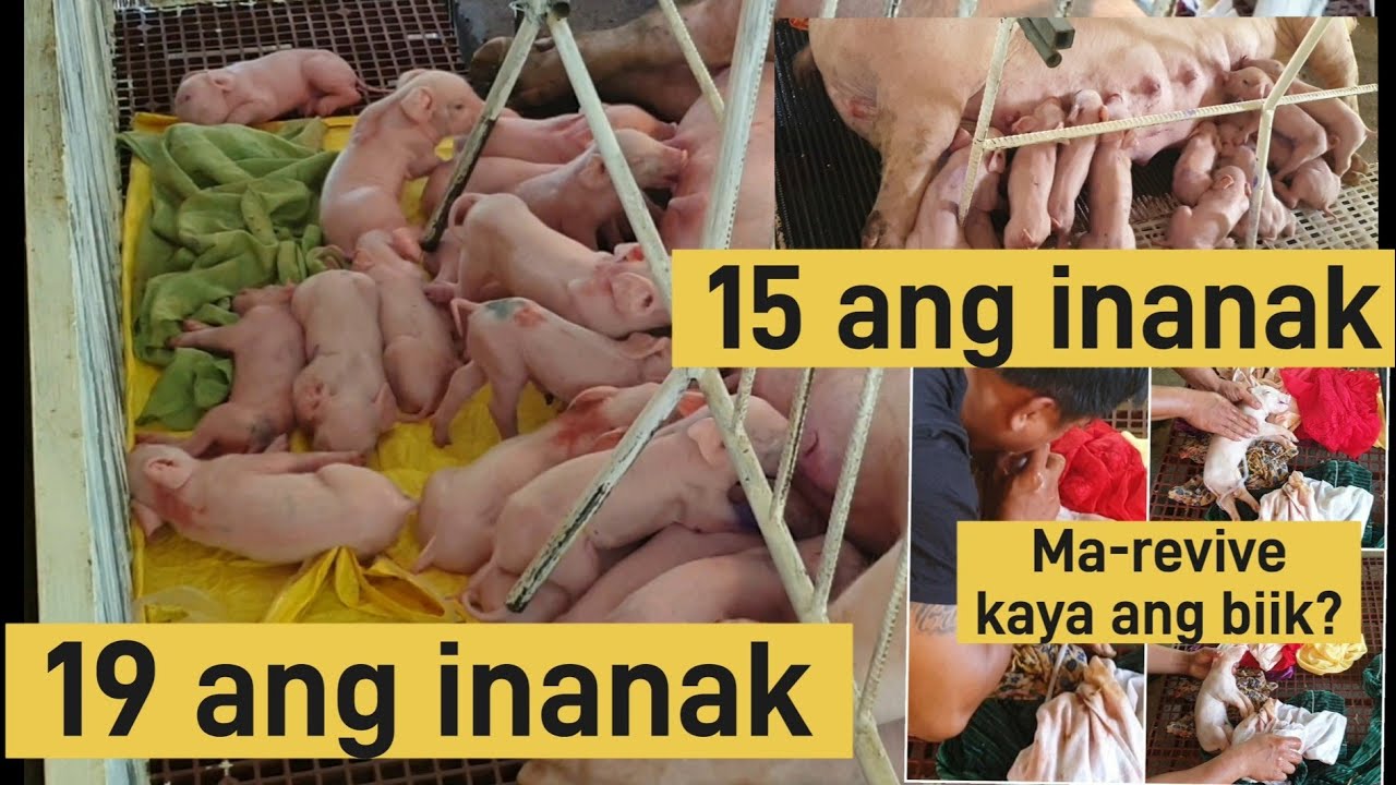 Jackpot! Ty Lord! Isang 19 Biik At Isang 15 Biik | Halos Sabay Nanganak ...