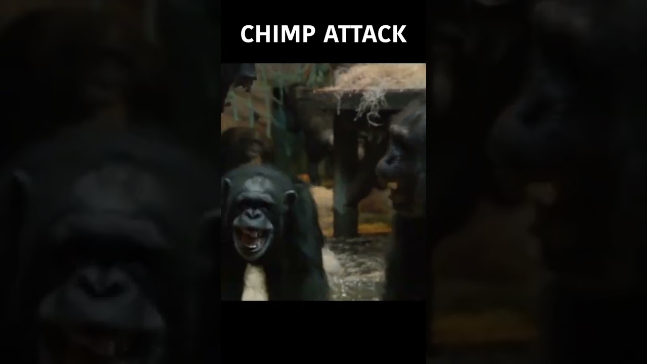 Terrifying Chimp Attack! | #SHORTS | Nature Bites - YouTube