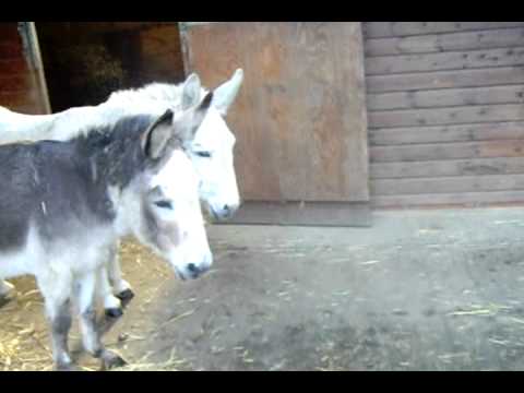 good morning donkeys - YouTube