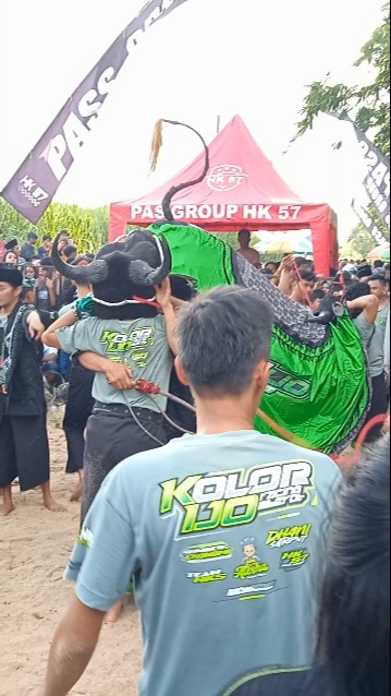 BANTENG KOLOR IJO | #jaranan #bantengan #culture #event #shorts #clips ...