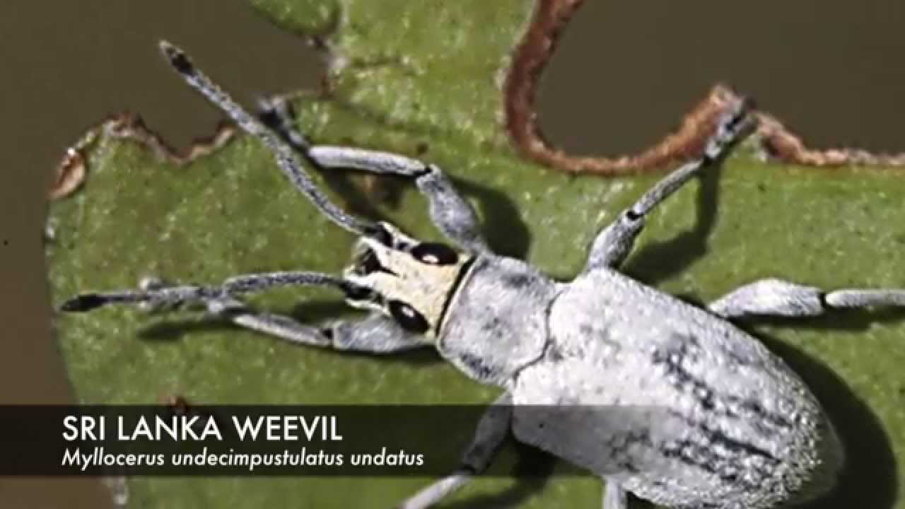 Sri Lanka Weevil Damage in Home Landscapes - YouTube