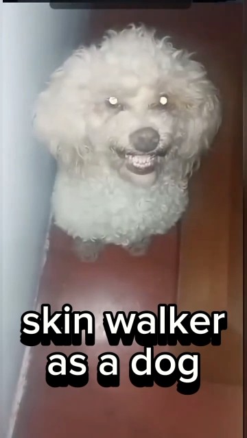 Skin walker as a dog #scary #skinwalker #horrorshorts#horror# ...