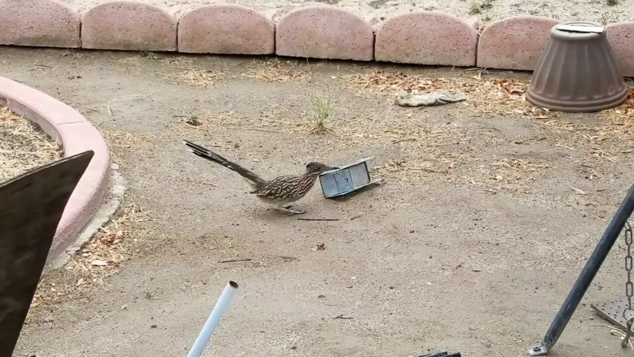 Roadrunner opens live mouse trap for dinner - YouTube
