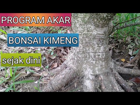 cara program akar bonsai kimeng - bonsai kimeng bakalan - bonsai kimeng